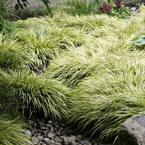 Acorus gramineus Ogon PB2 - Groundcovers - Shop Online
