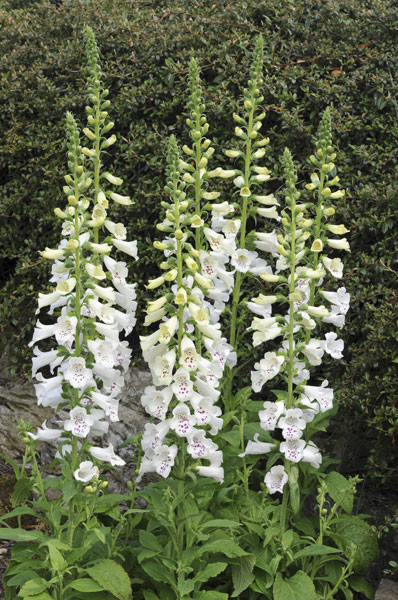 Digitalis purpurea f. albiflora - Perennials - Shop Online